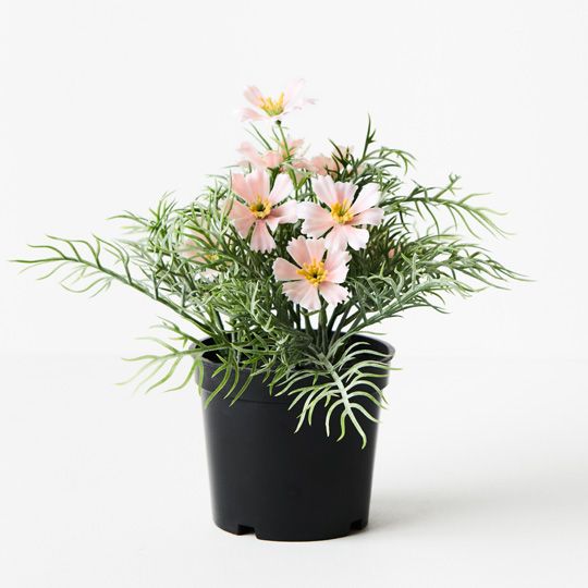 6 x Cosmos Bush in Pot, Light Pink 20cmh (FI9558LP)