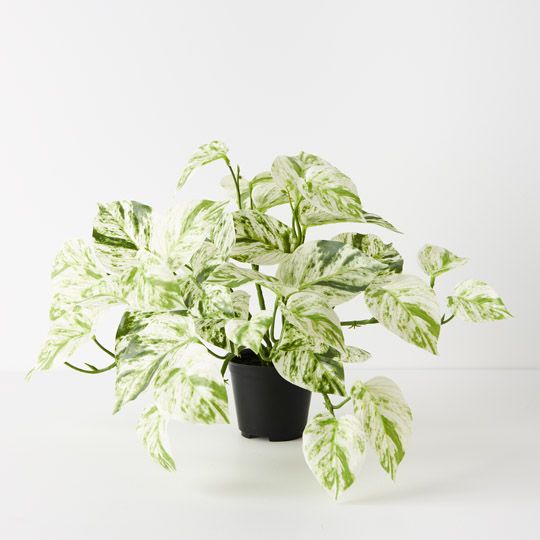 4 x Pothos Marble Queen Hanging Bush in Pot, White Green 33cml (FI9779