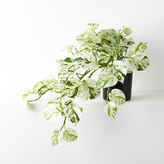 4 x Pothos Marble Queen Hanging Bush in Pot, White Green 58cml (FI9780